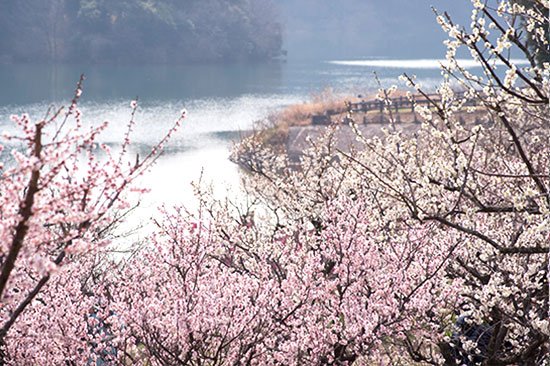 明日より開催！イベント・グルメ満載の「第32回 佐布里池梅まつり」-記事-ちたまるNavi | 知多半島情報ポータル