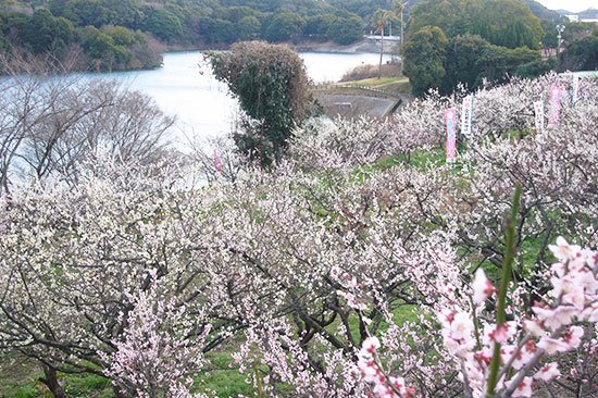 明日より開催！イベント・グルメ満載の「第32回 佐布里池梅まつり」-記事-ちたまるNavi | 知多半島情報ポータル