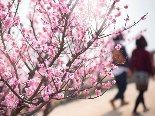 明日より開催！イベント・グルメ満載の「第32回 佐布里池梅まつり」-記事-ちたまるNavi | 知多半島情報ポータル