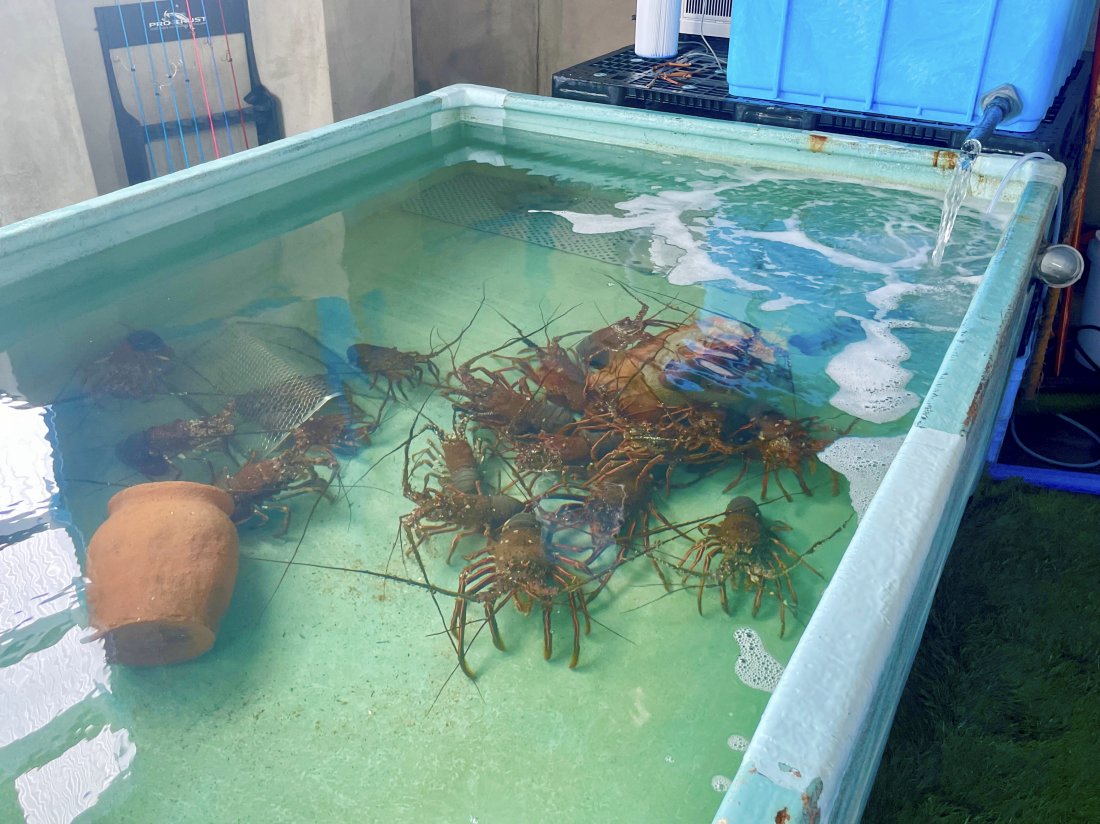 【開店】子連れも必見！ワンコインからの室内釣り堀「Red Sea Bream」が南知多町に6/2(月)オープン-記事-ちたまるNavi ...